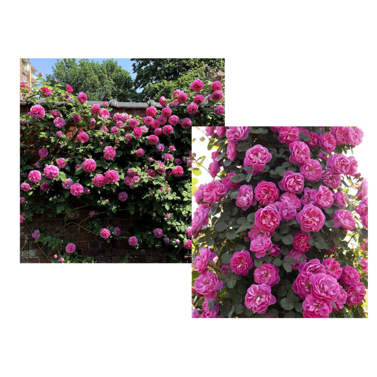 Burgundy Iceberg ® | Rosal Floribunda | Esquejes de rosales de jardín ...