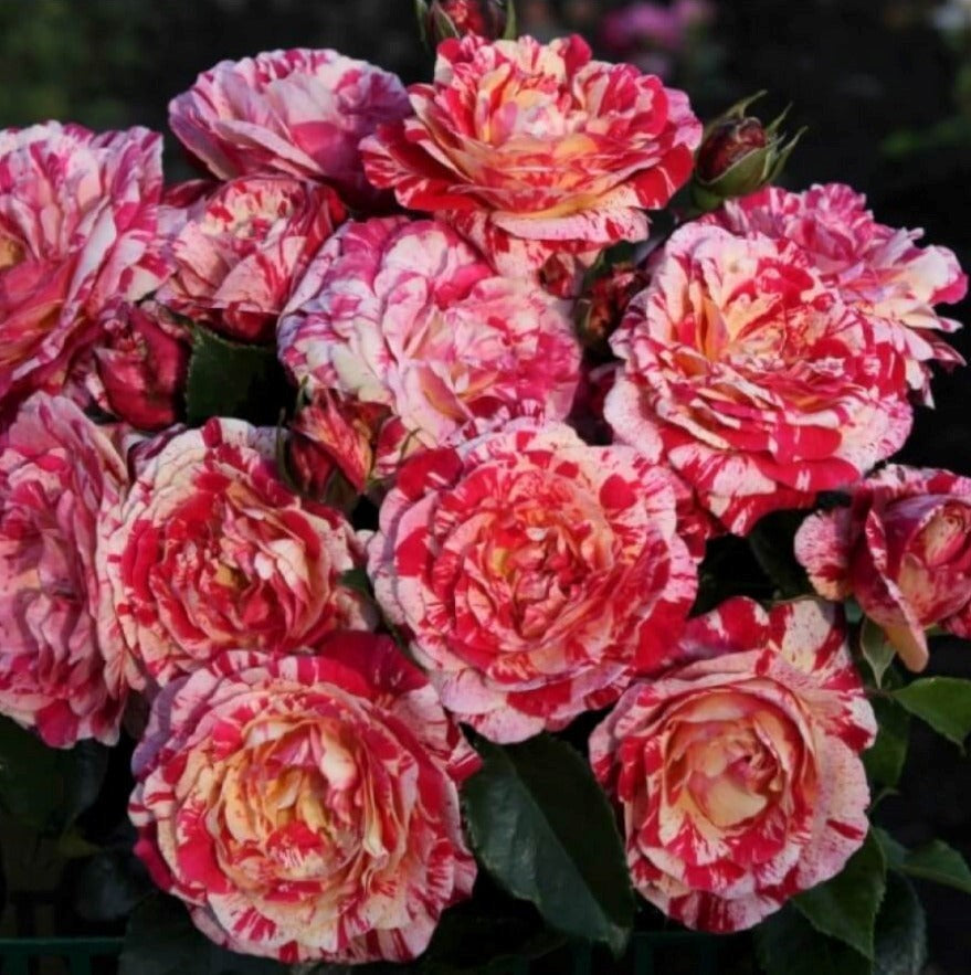 Abracadabra ® | Rosal Floribunda | Esquejes de rosales de jardín ...