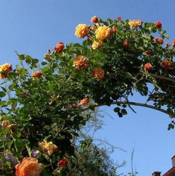 Aloha ® | Climbing Rose | Garden Rose Cuttings – Famous Roses España